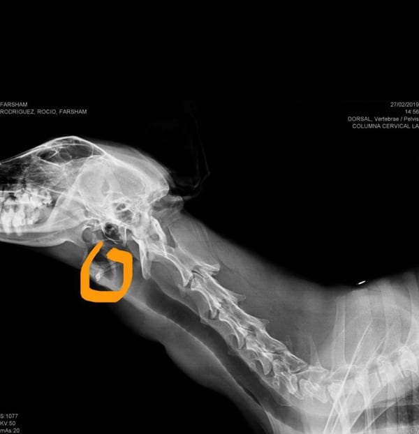 (Video) Los perritos con cáncer también pueden tratarse con ...