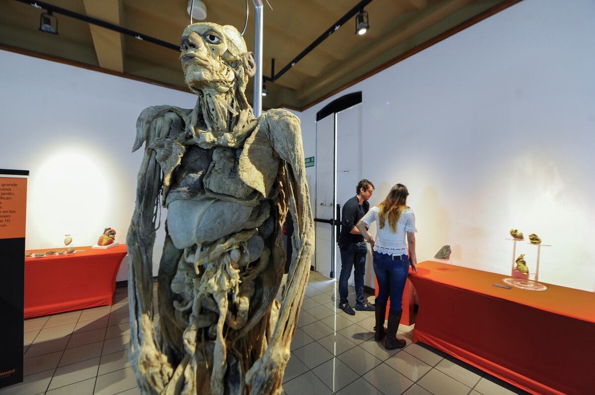 Restos humanos que se exponen en el Museo de los Niños permiten conocer ...