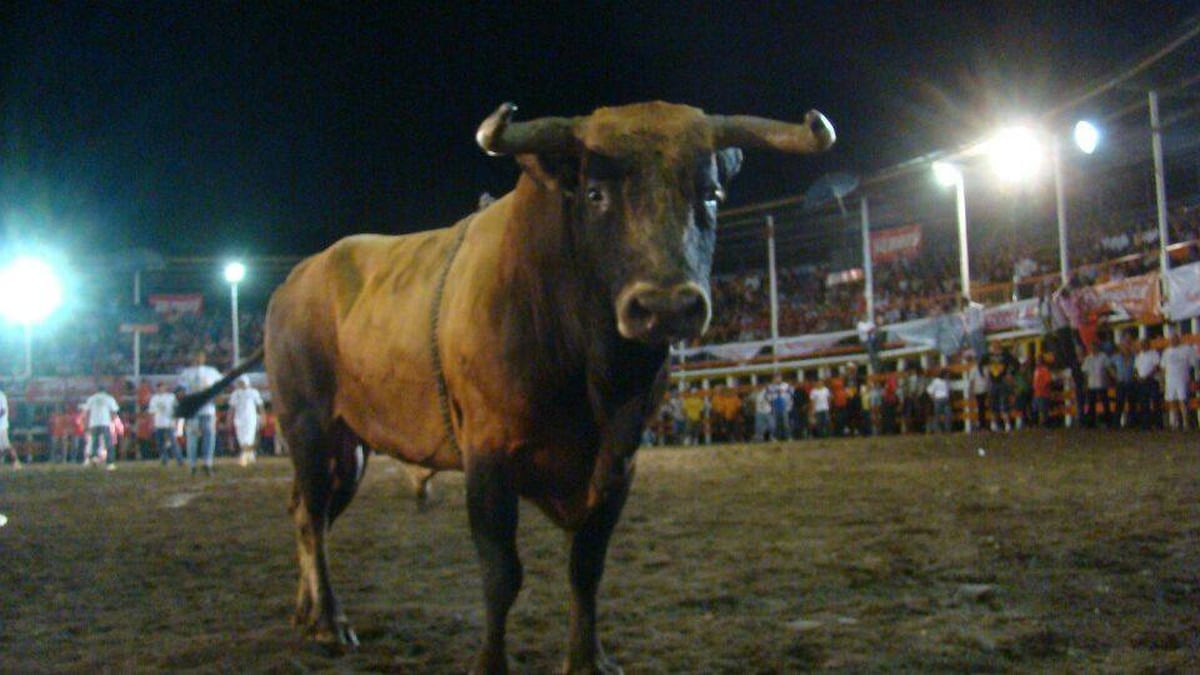 Coloradilla tendrá muchos toritos gracias a la ciencia - La Teja
