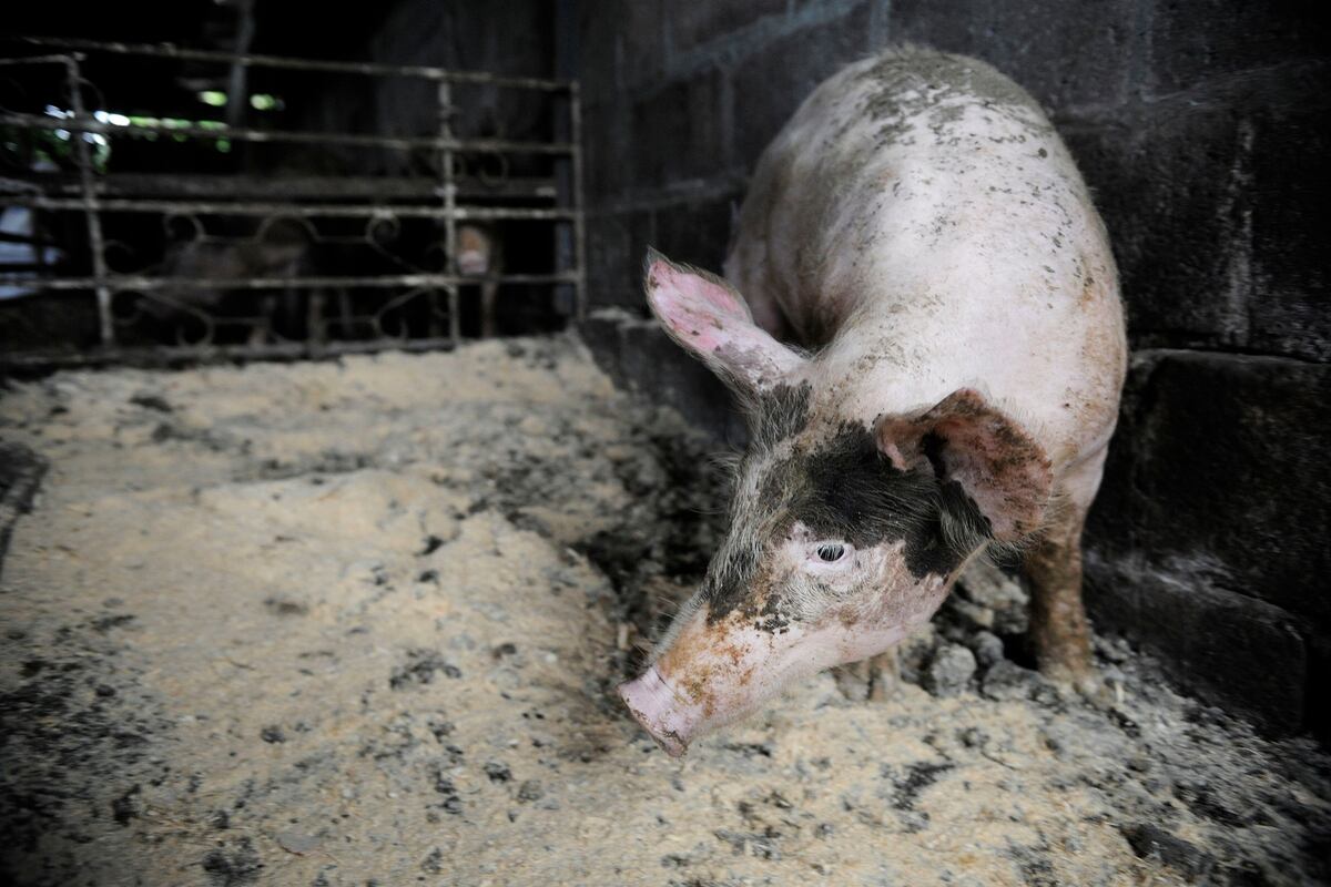 ¡Ah, pecaíto! Chancho de tres patas irá directo a la olla - La Teja