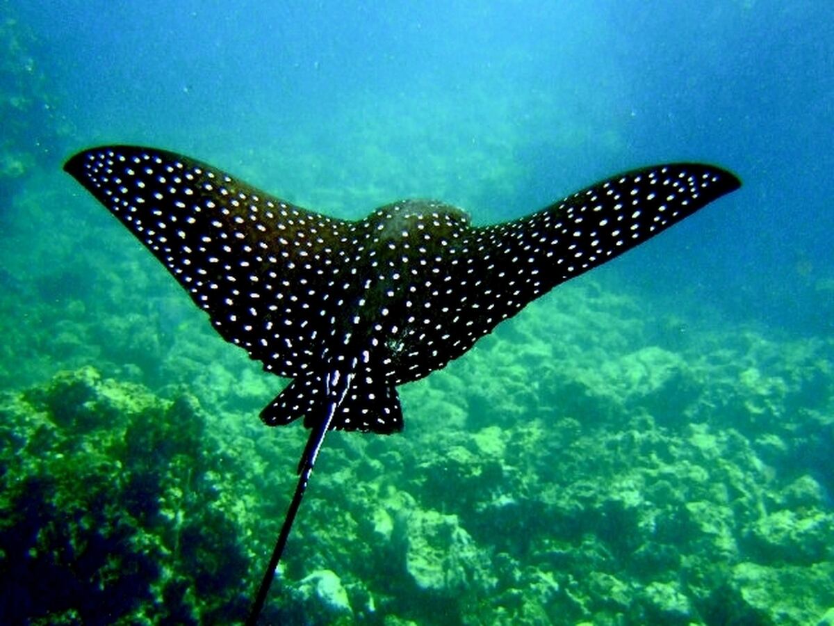 Mantarraya ataca a hombre en Limón - La Teja