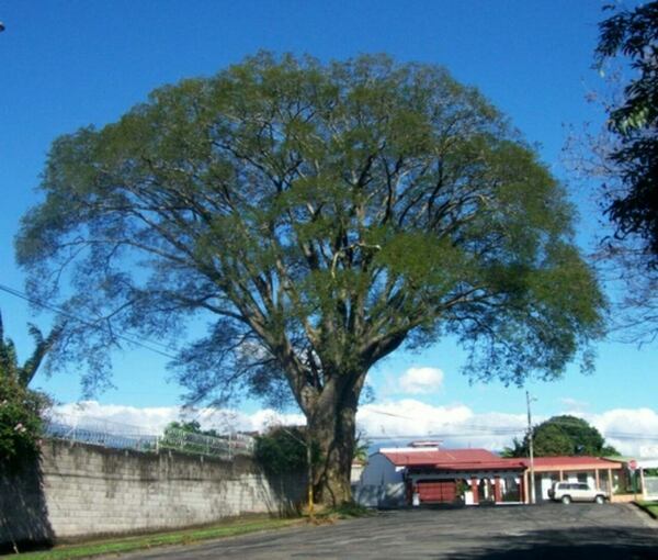 Ticos confunden al higuerón con el árbol de guanacaste - La Teja