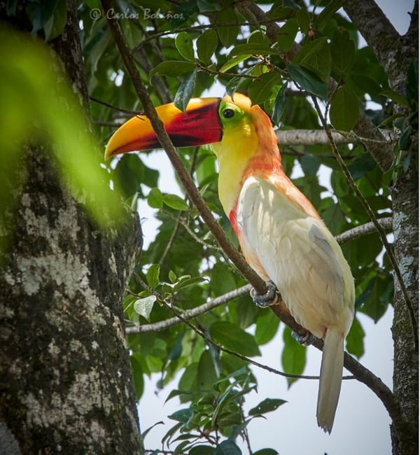 Fotógrafo guapileño logra imágenes de un increíble tucán blanco - La Teja