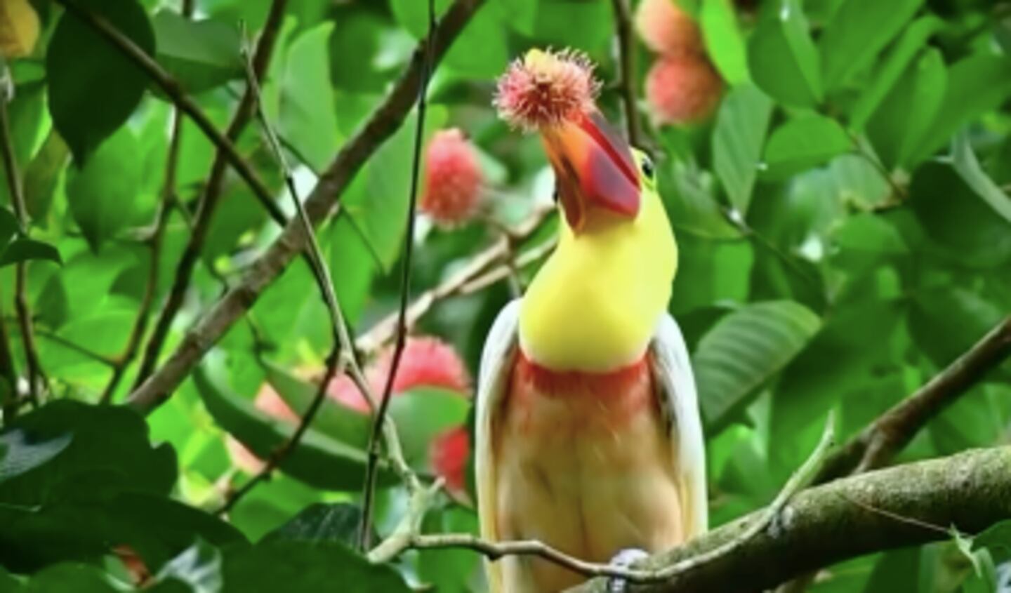 El tucán “más raro del mundo” fue encontrado en Costa Rica y dejó sin ...