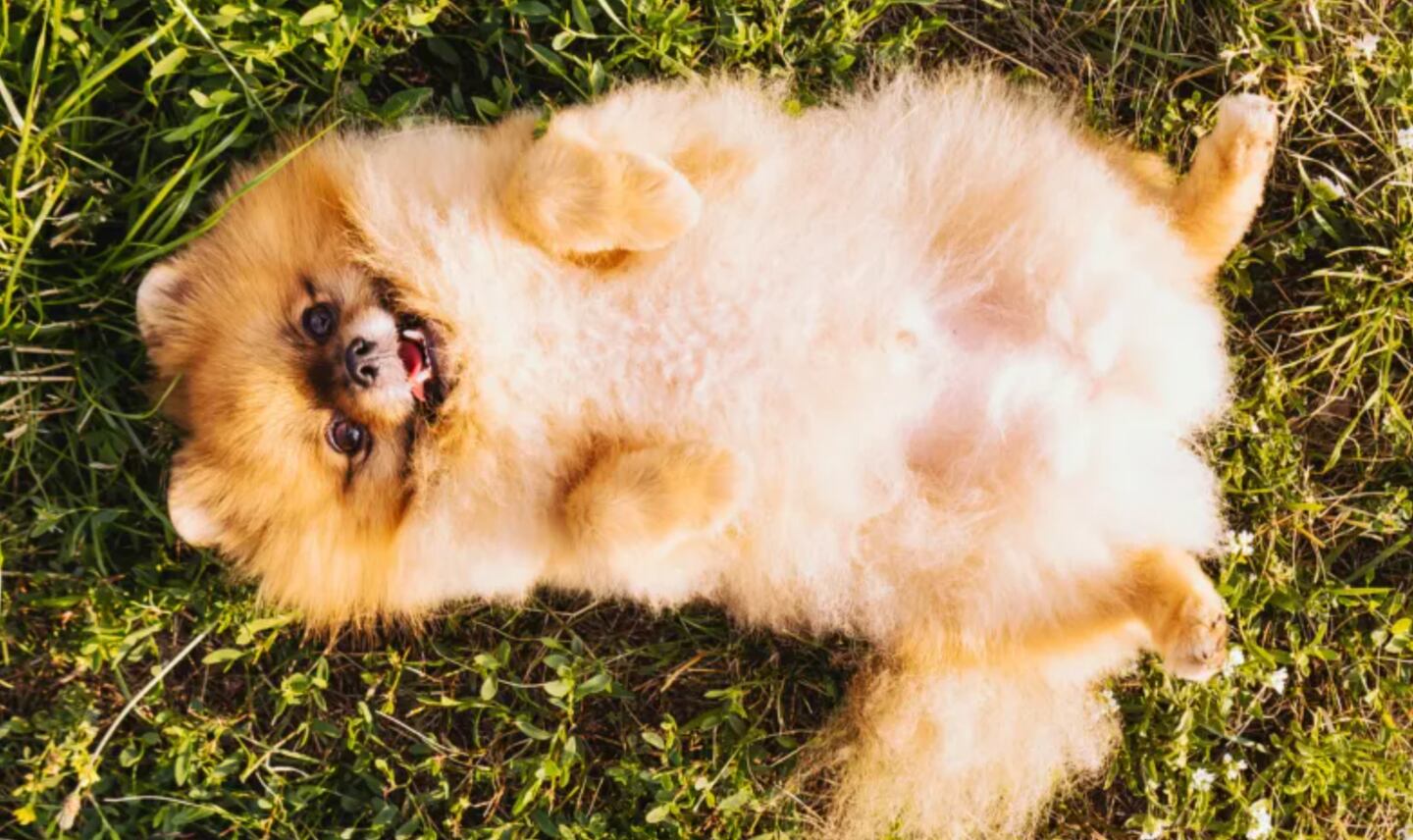 Perrito enloquece internet al “caer muerto” para jugar | La Teja