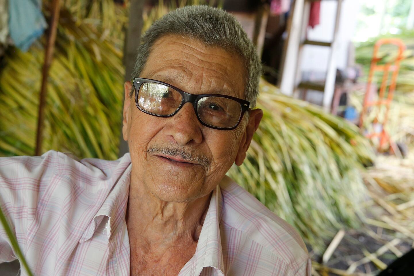 Semana Santa: Roble de 98 años alistó la palma que bendijeron en ...