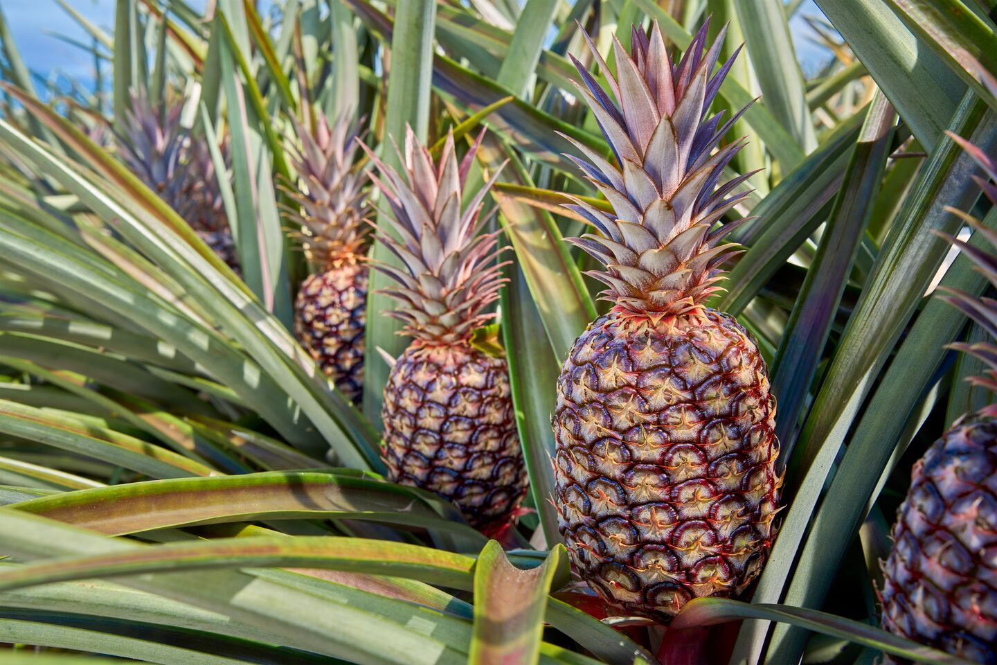 Español compra una piña de Costa Rica que le costó un platal y así la ...