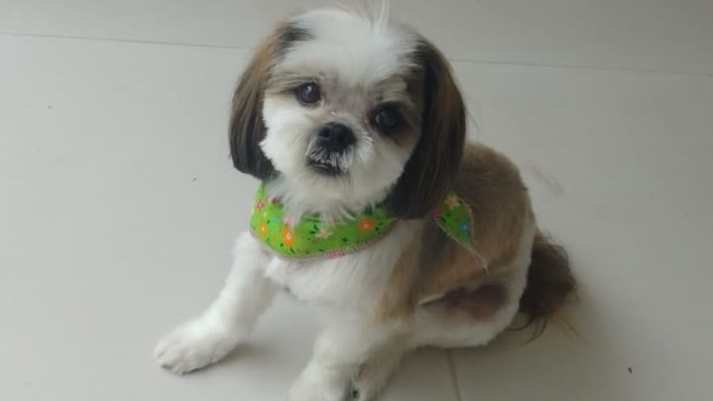 Chou Chou es el primer perro en la historia de Centroamérica al que le ...