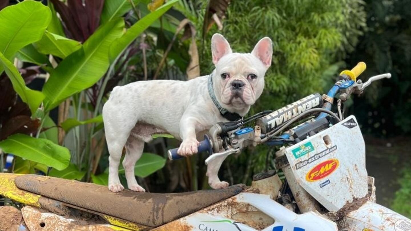 Husky, el perro motero que ama el mar y ver televisión con su abuelito ...