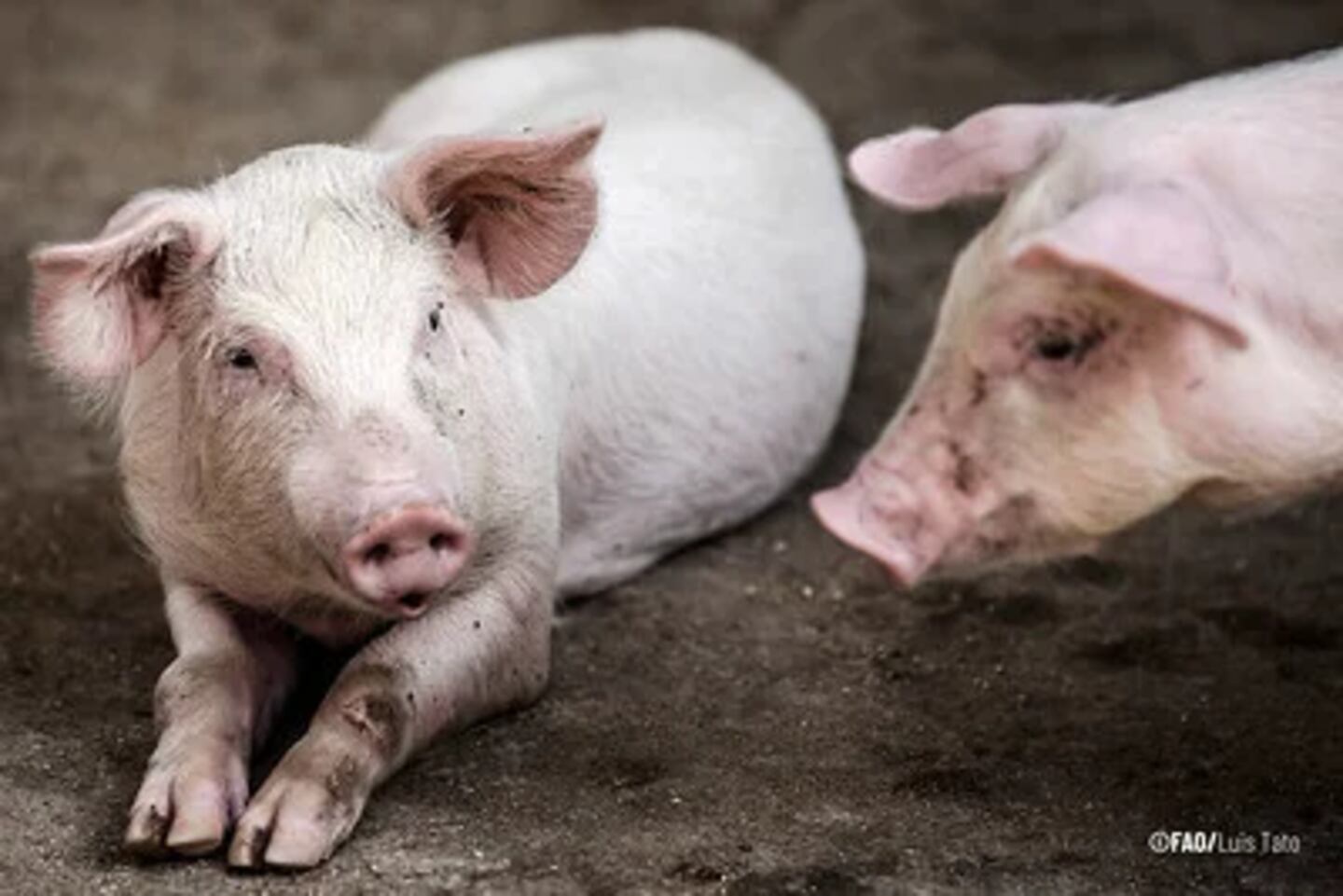 Cirujanos implantan un hígado de cerdo en un humano por primera vez ...