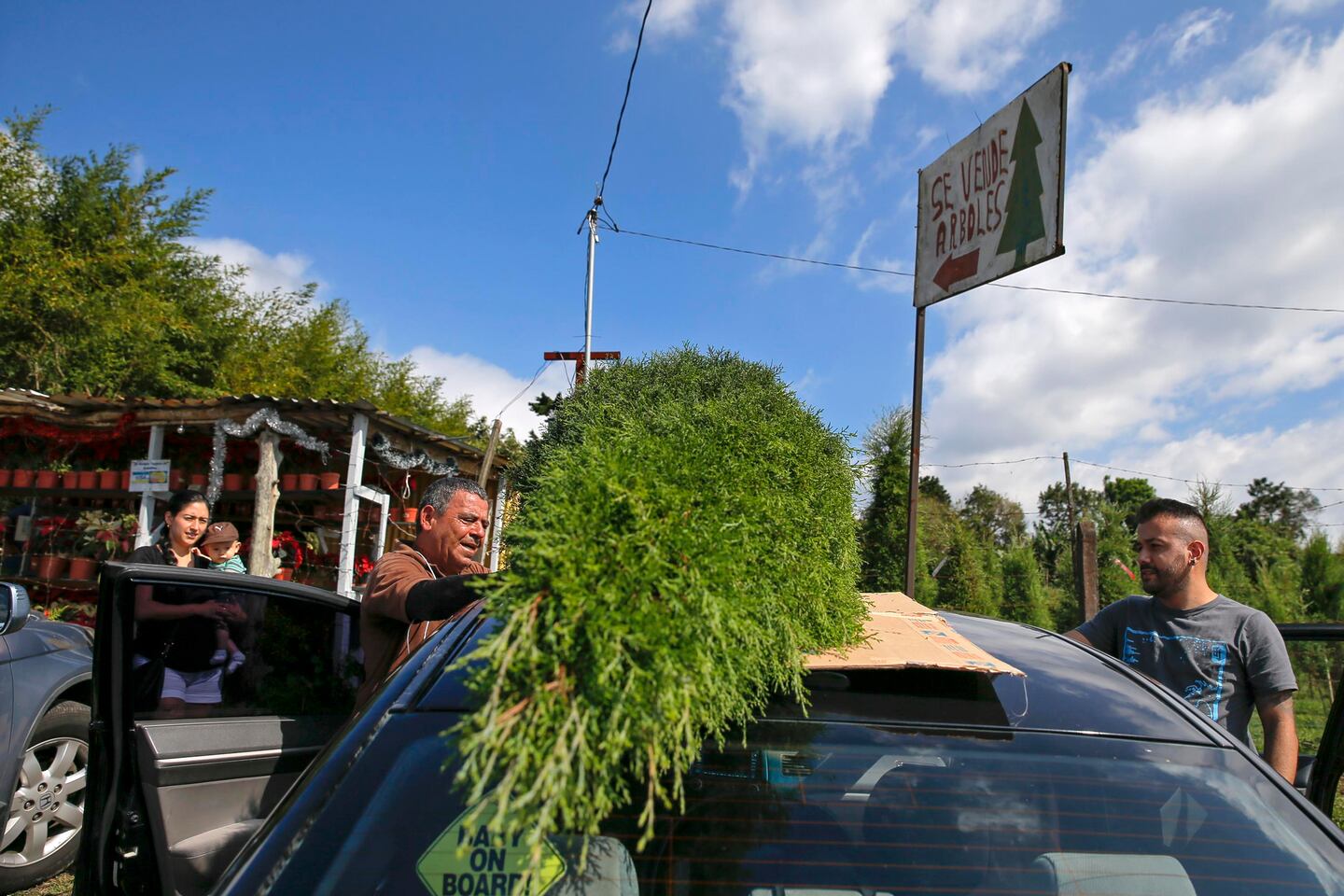 ¡Cuidado se jala una torta con el árbol de Navidad! | La Teja