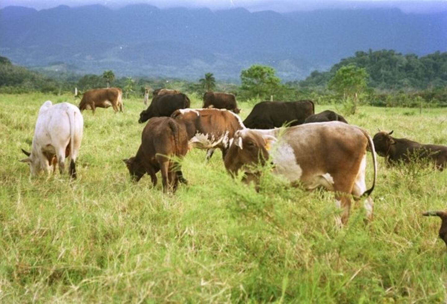 Costa Rica es un “bicho raro”: bosques y ganadería conviven en su ...
