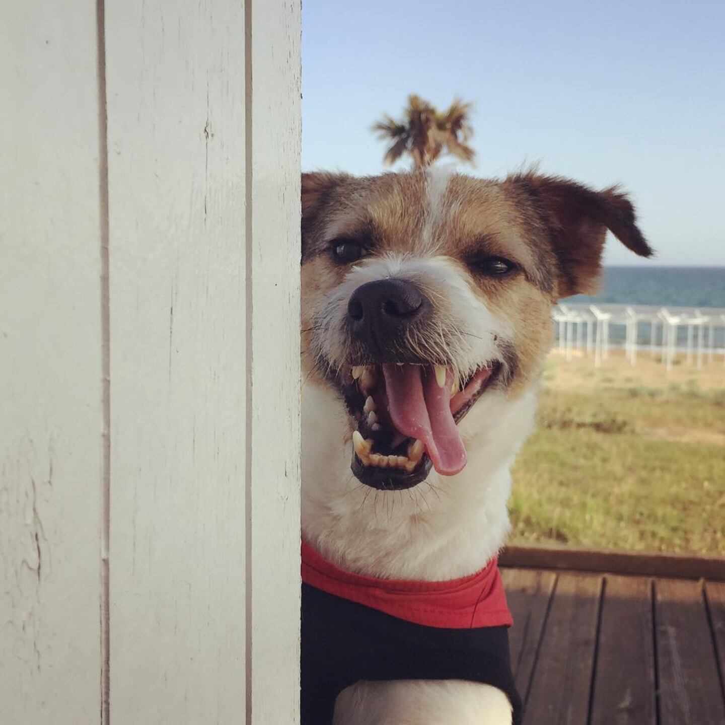 Conozca a Maylo, el perrito que ama la canción 'Despacito' | La Teja