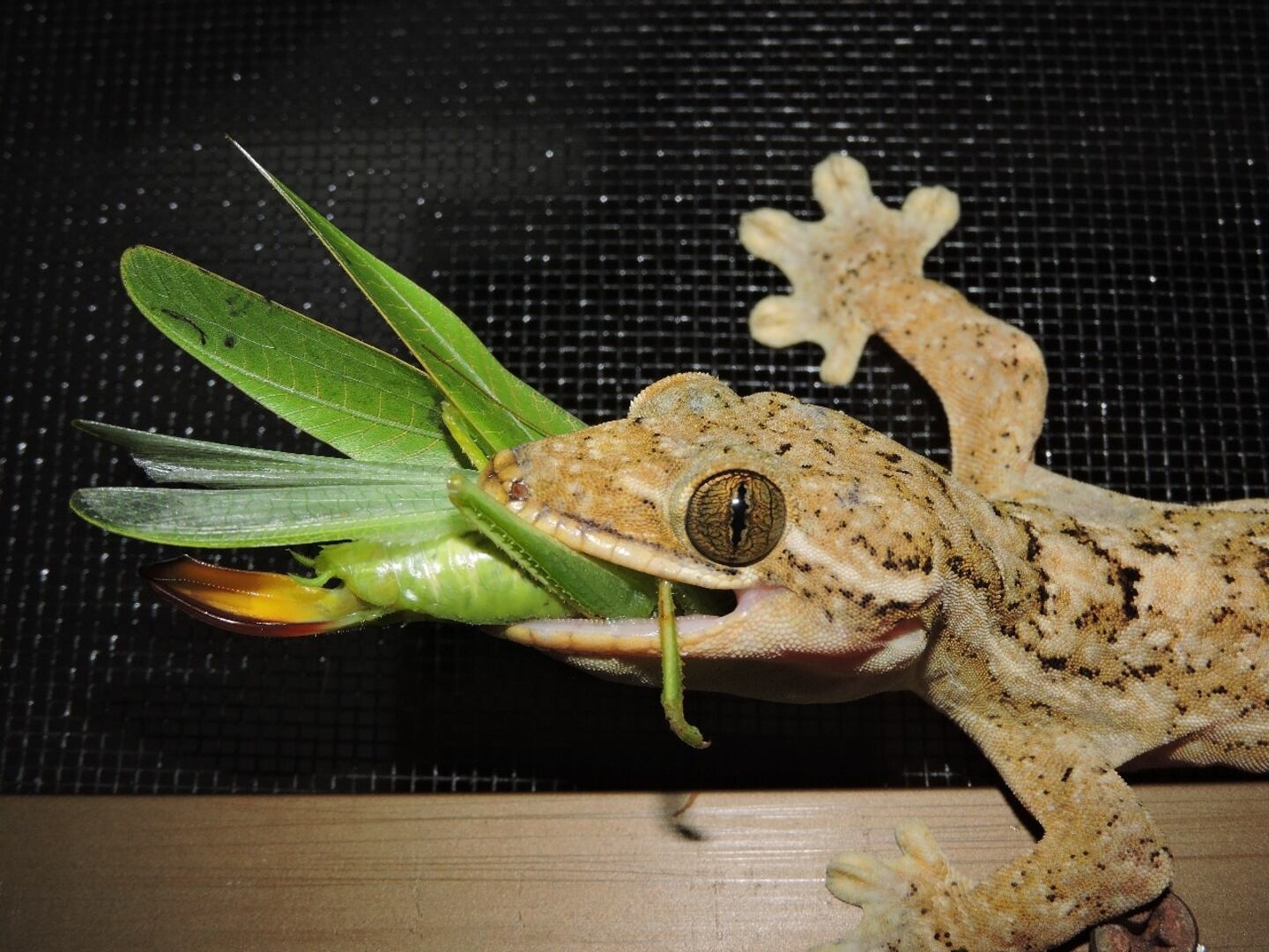 ¿Los gecos son venenosos? ¿Se comen la ropa? Aclaramos mitos y verdades ...