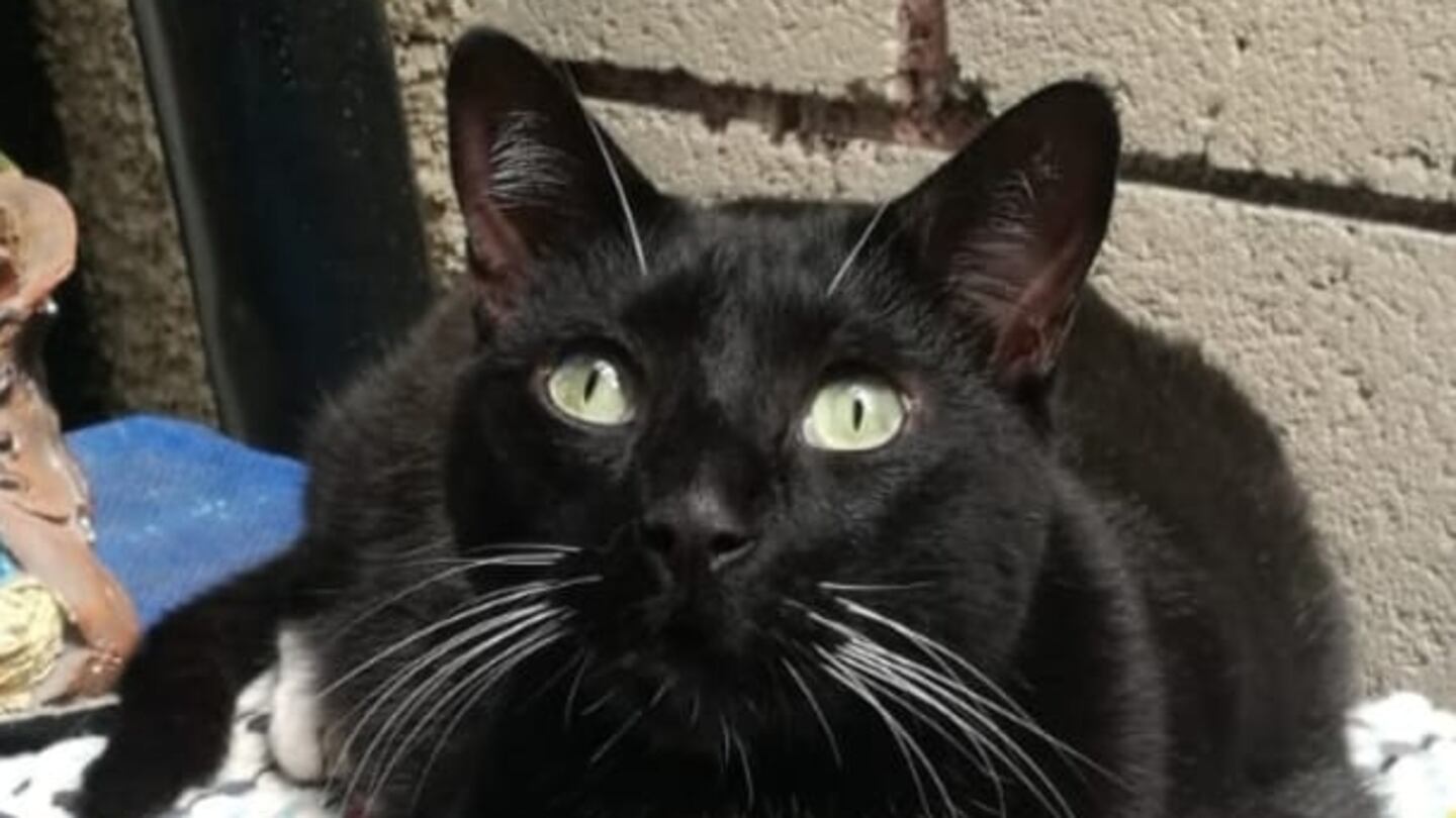Julián, el gato que sobrevivió atrapado en una pared y hoy es el rey de ...