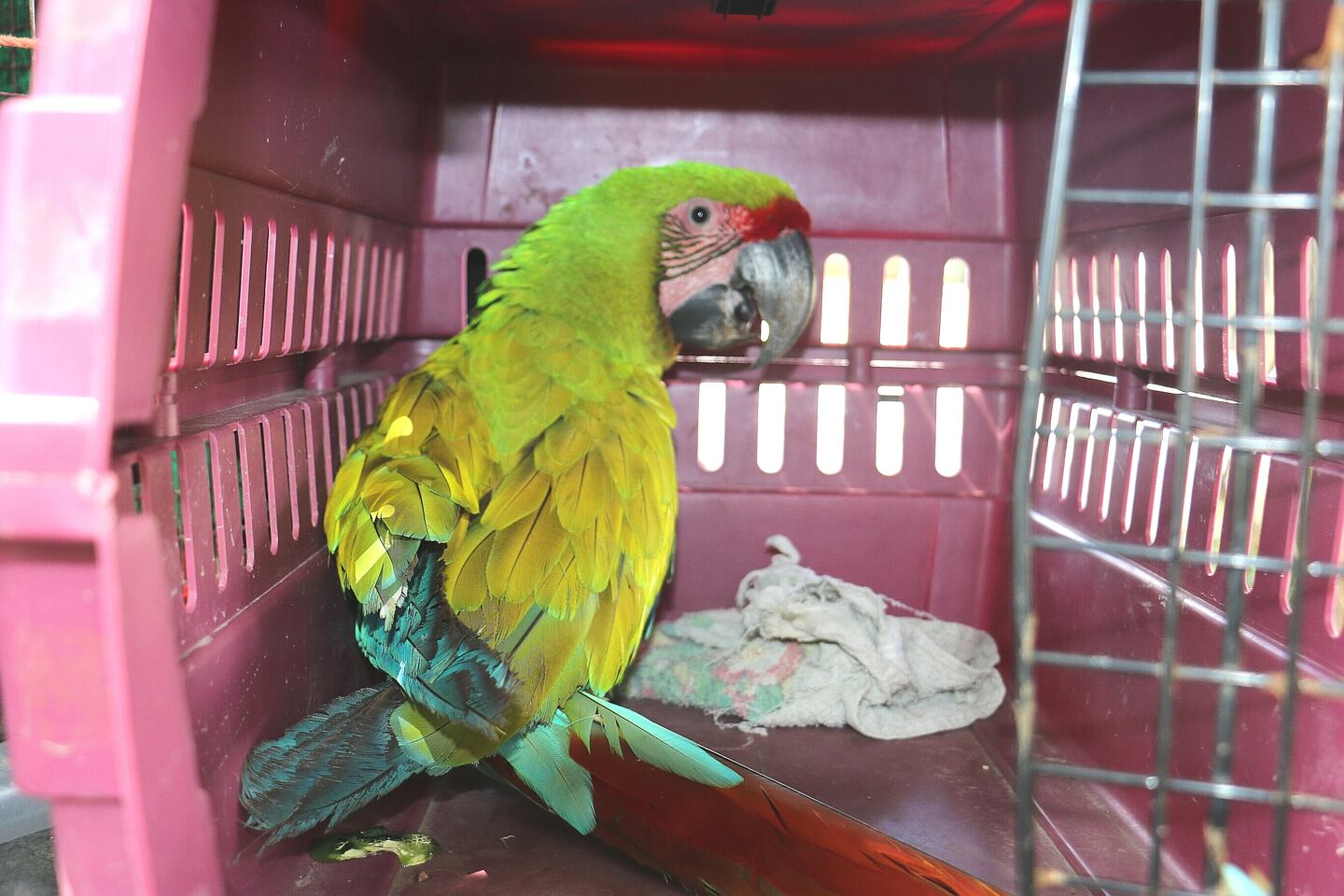 (Video) Lucha para tratar de salvar a lapa baleada | La Teja