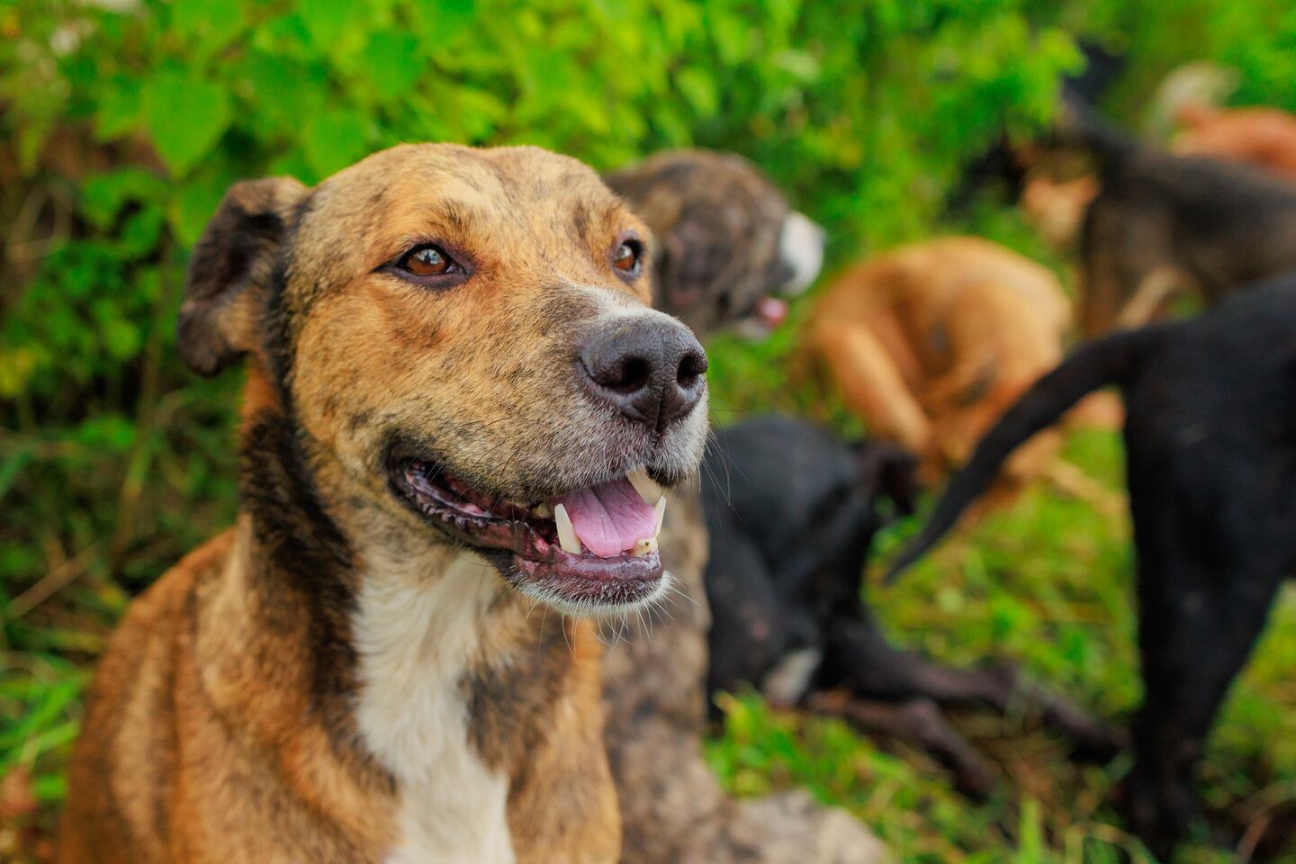En el Día del Zaguate le contamos algunos datos curiosos de los ...