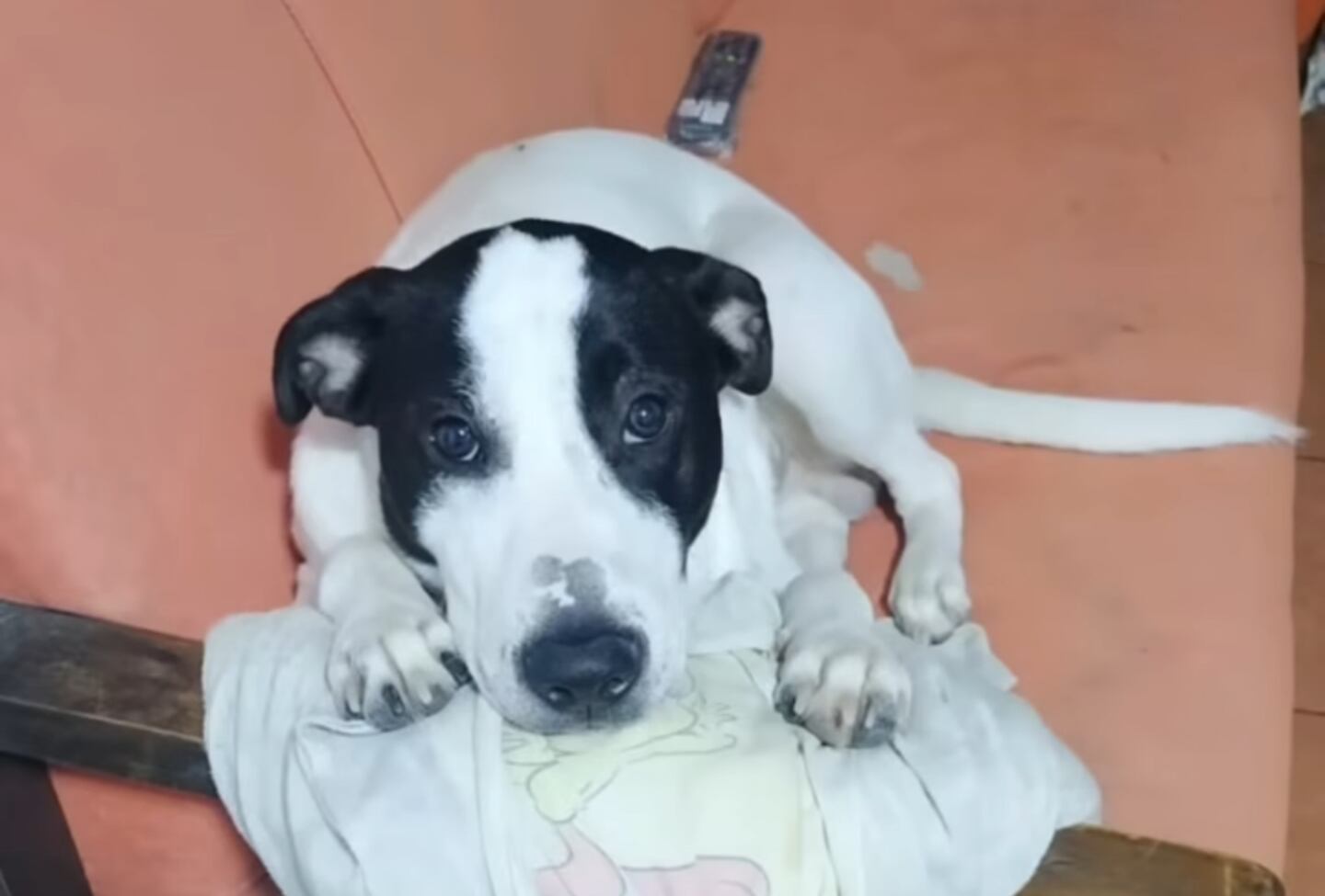 Perrito al que policía del GAO le habría disparado en la cabeza se ...