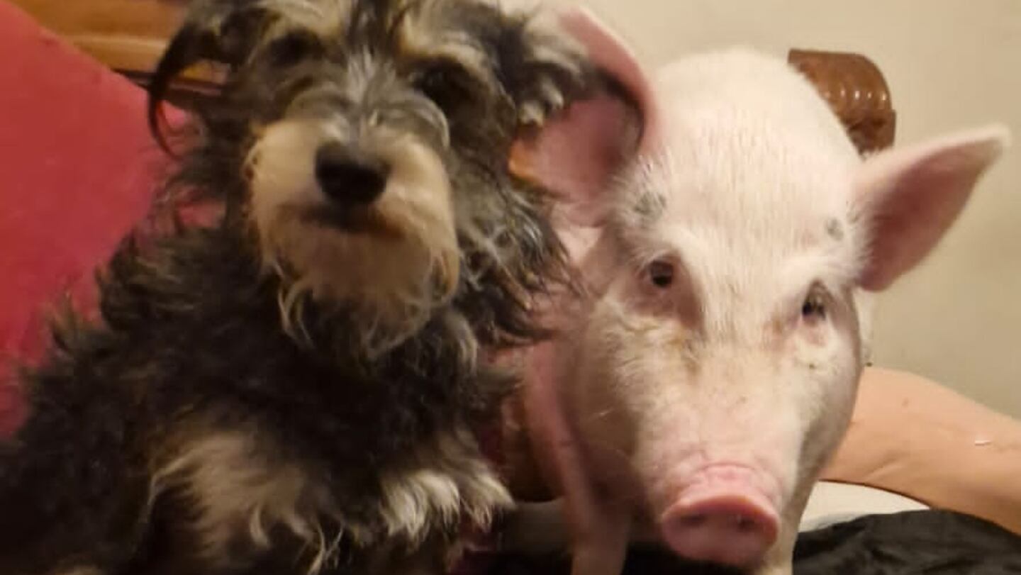 Camila: conozca la tierna historia de la perrita que tiene como mejor ...